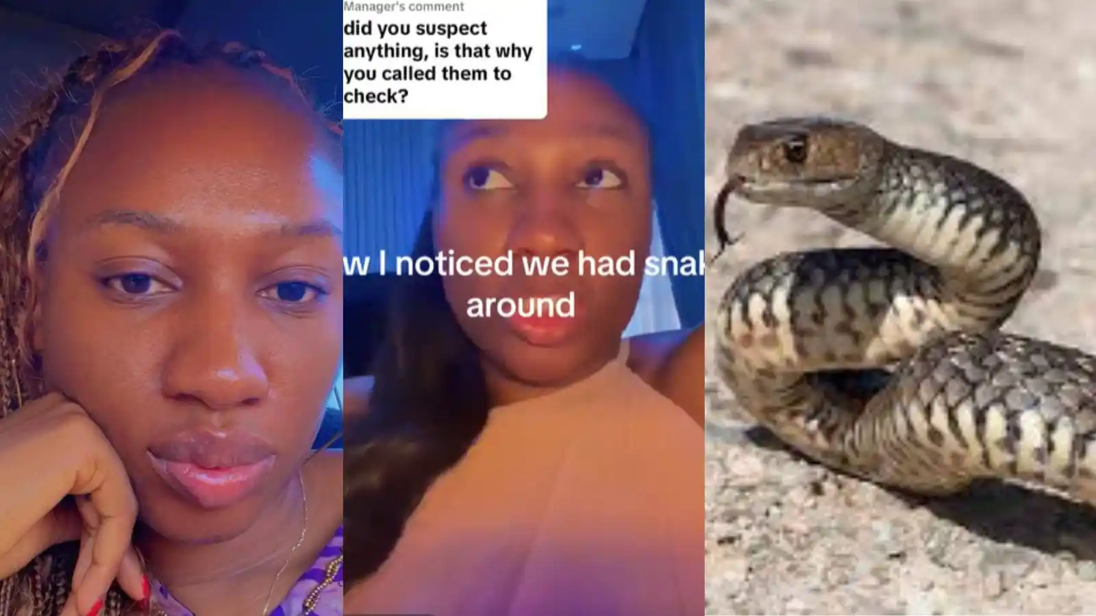 'I saw signs': Lady who called snake hunters to search her house ...